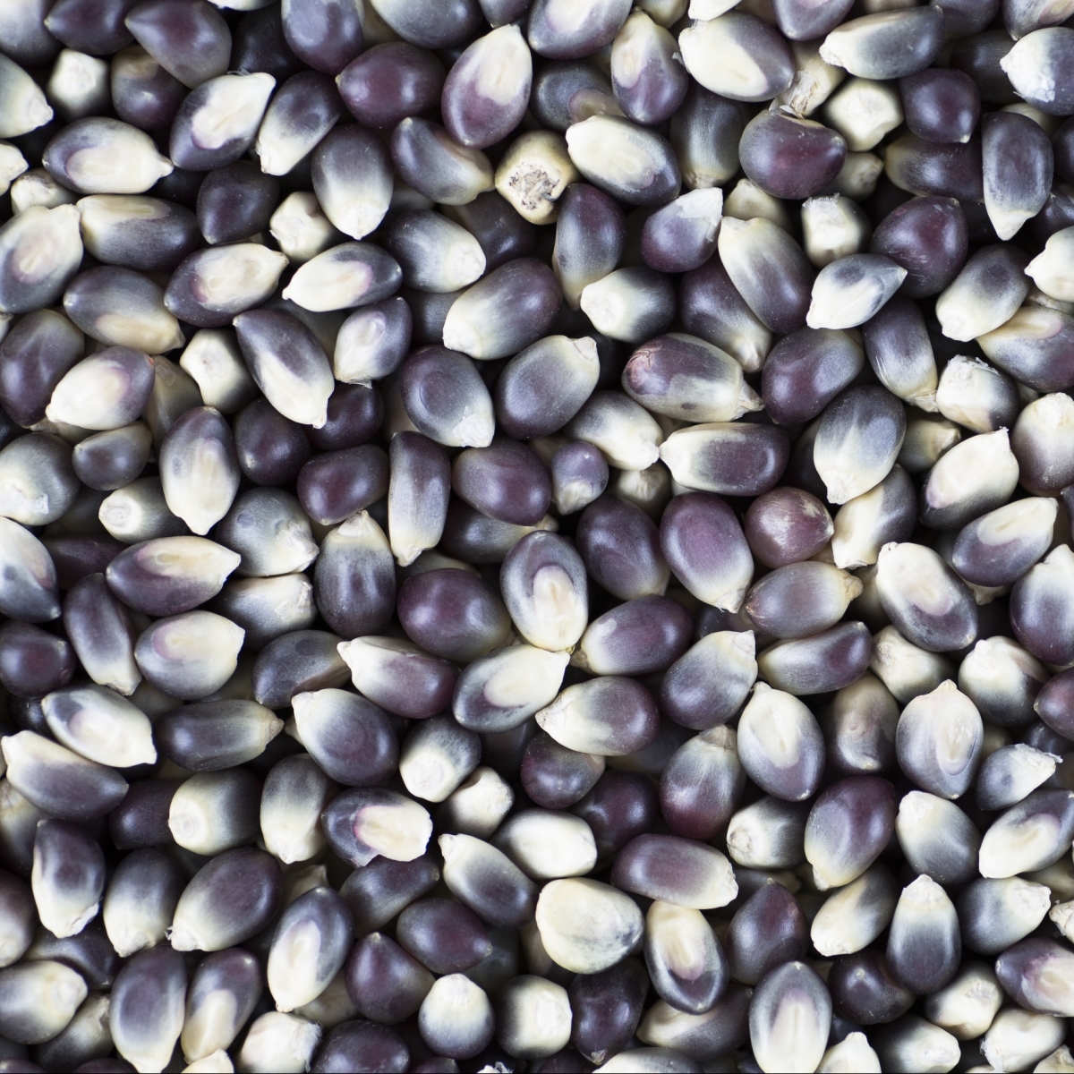 Pale Corn Malt (3.0L) - Deer Creek Malthouse